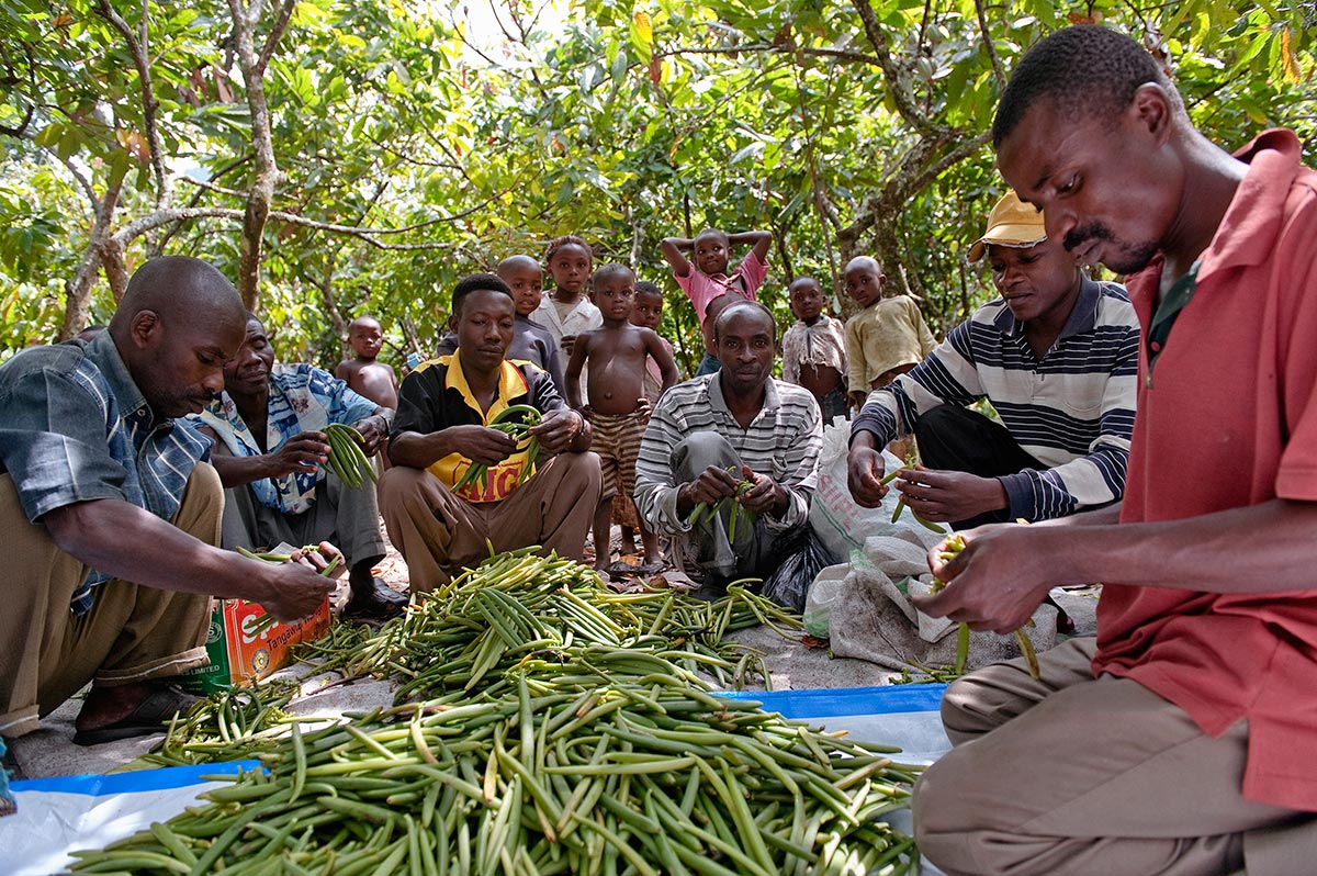 Ndali Vanilla farmers - ndali vanilla