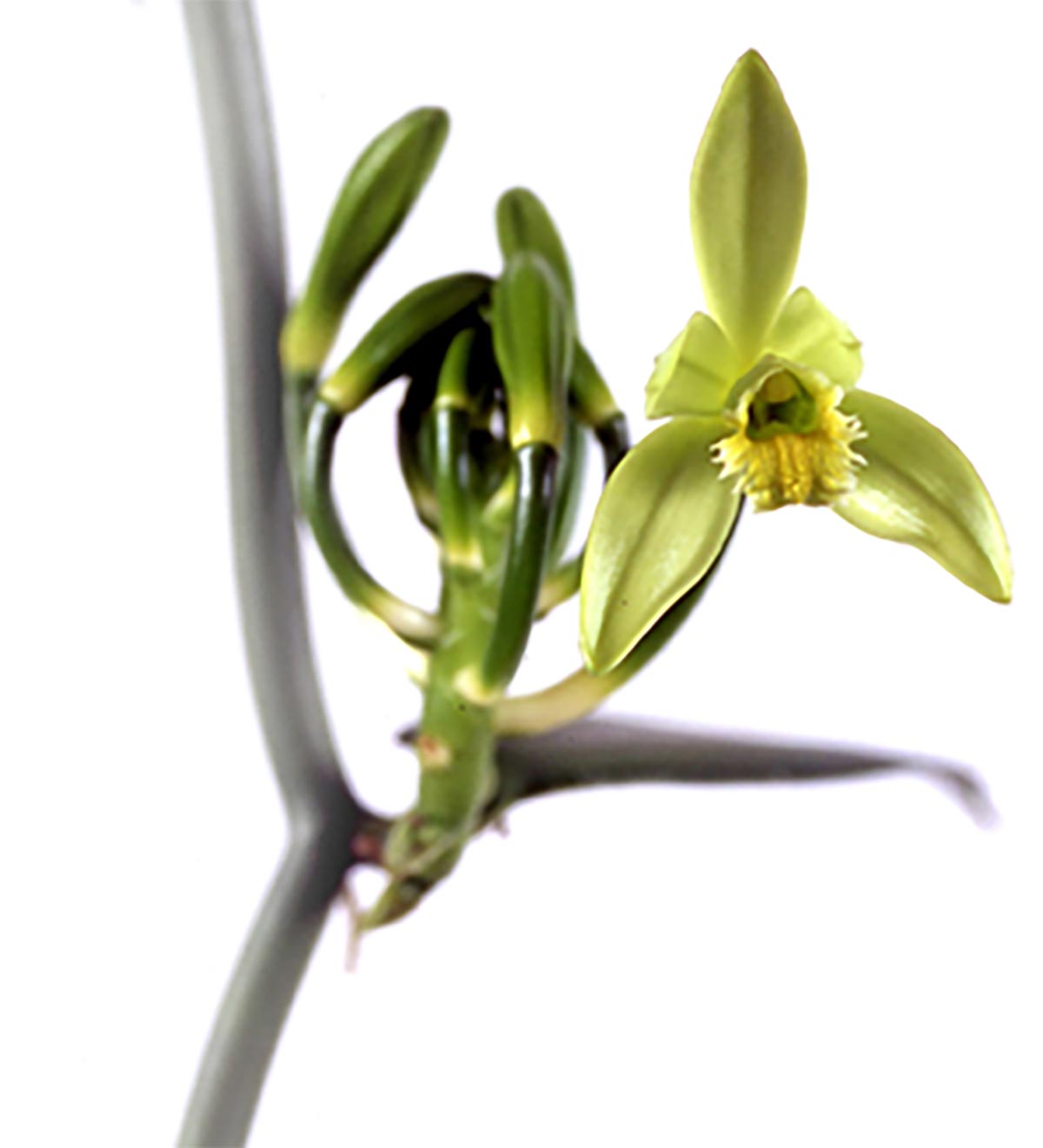 Vanilla growing - ndali vanilla