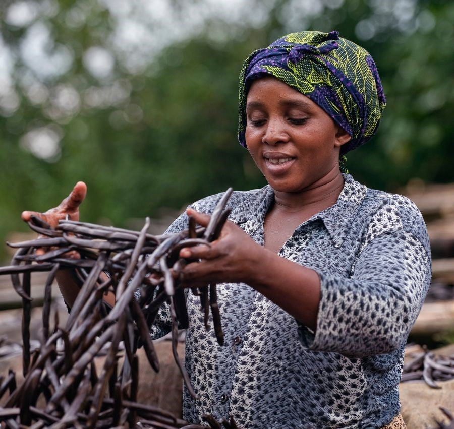 Vanilla curing - ndali vanilla