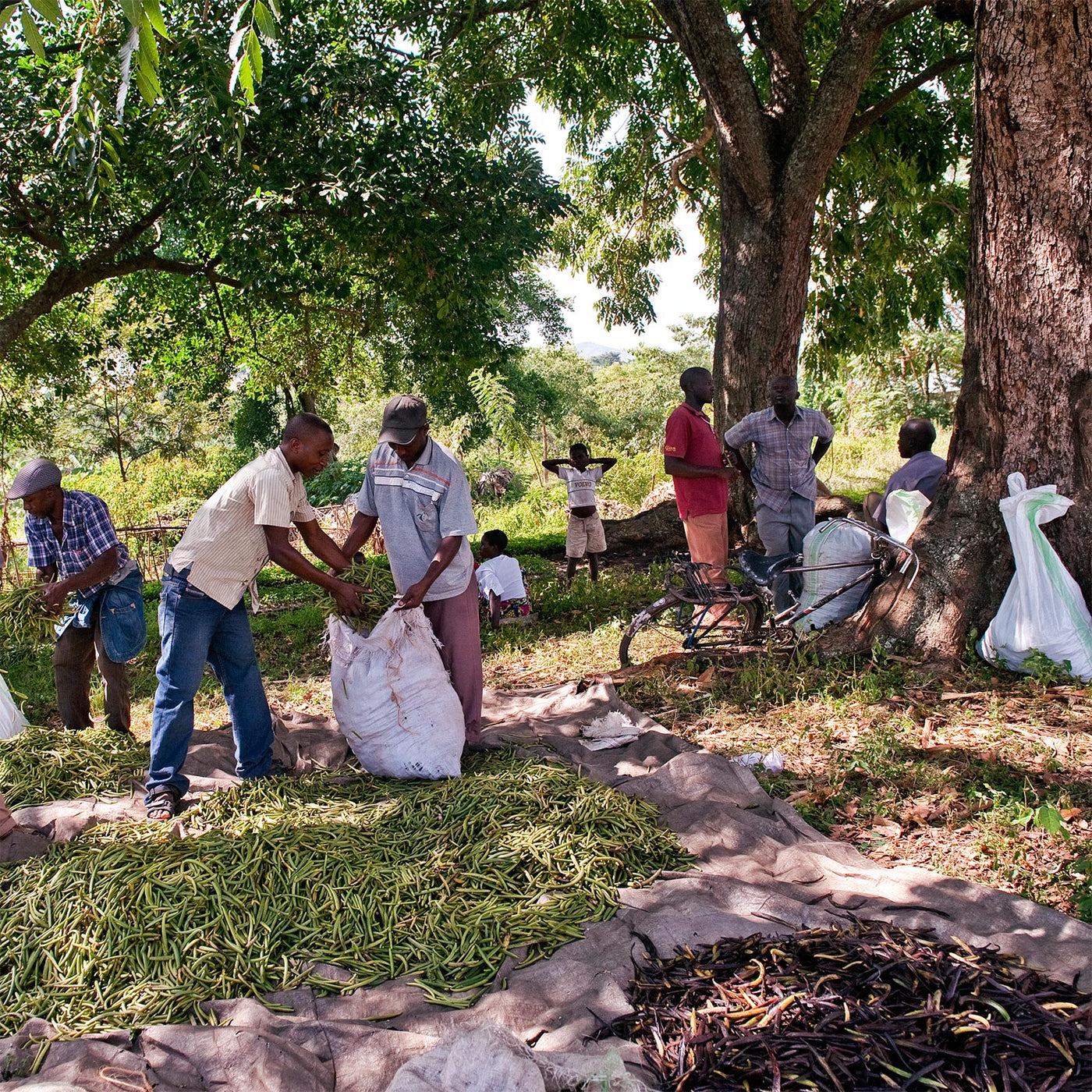 Ndali Vanilla farmers - ndali vanilla